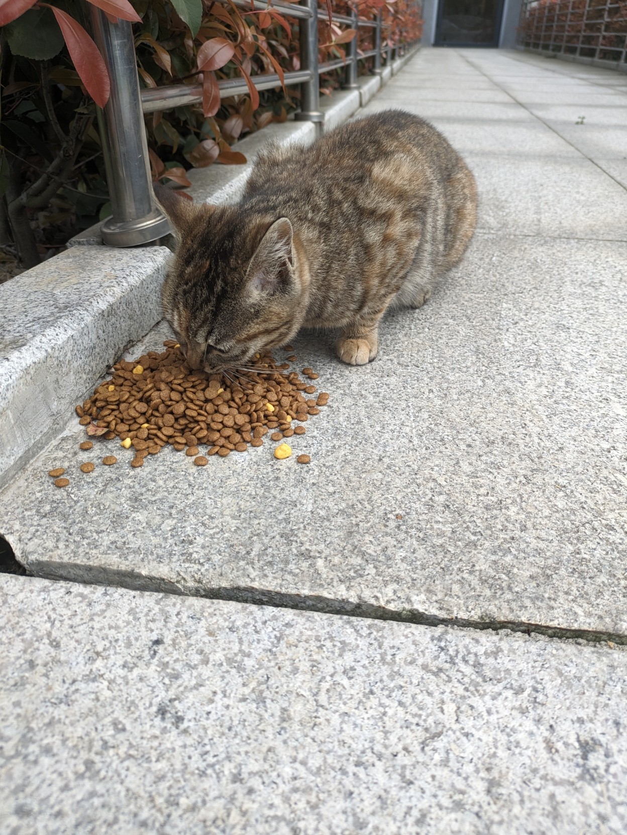 Valeria🏳️‍⚧️ (@ValeriaXYN@hub.mtf.party) - MtF Party